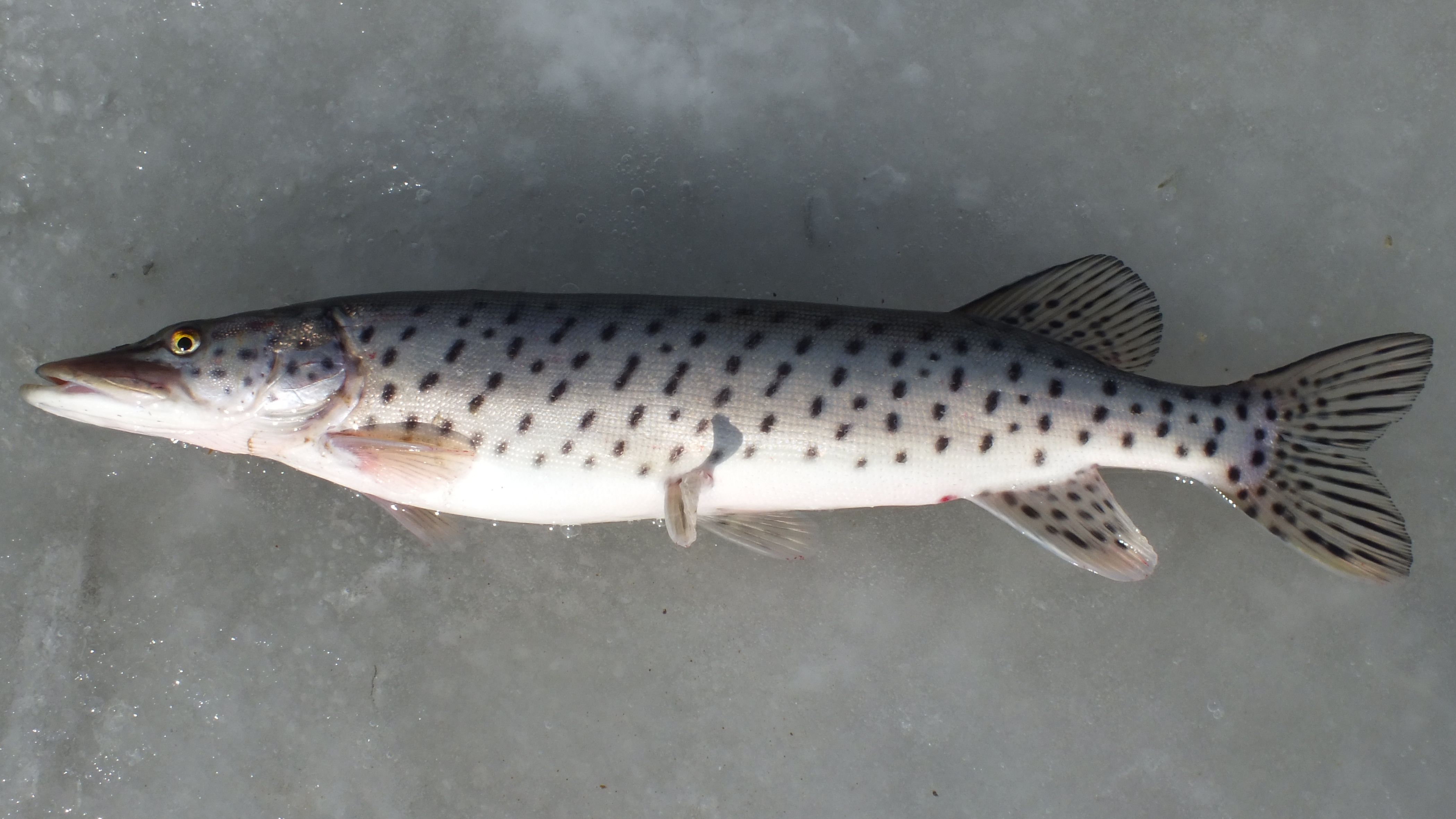 Esox reichertii | EsoxOnly | Everything about Esox Fishing!