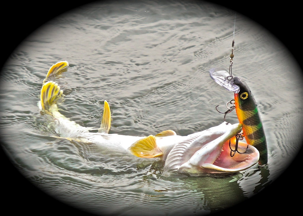 Tackle | EsoxOnly | Everything about Esox Fishing!