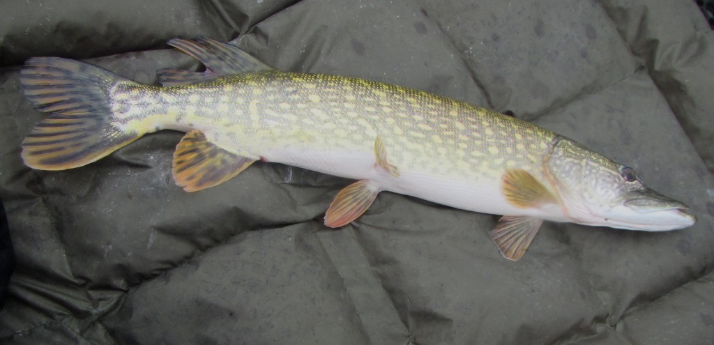 How to handle an Esox | EsoxOnly | Everything about Esox Fishing!