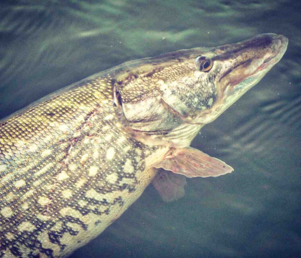 SmallTalk: Fly-Fishing leaders for Esox | EsoxOnly | Everything about ...